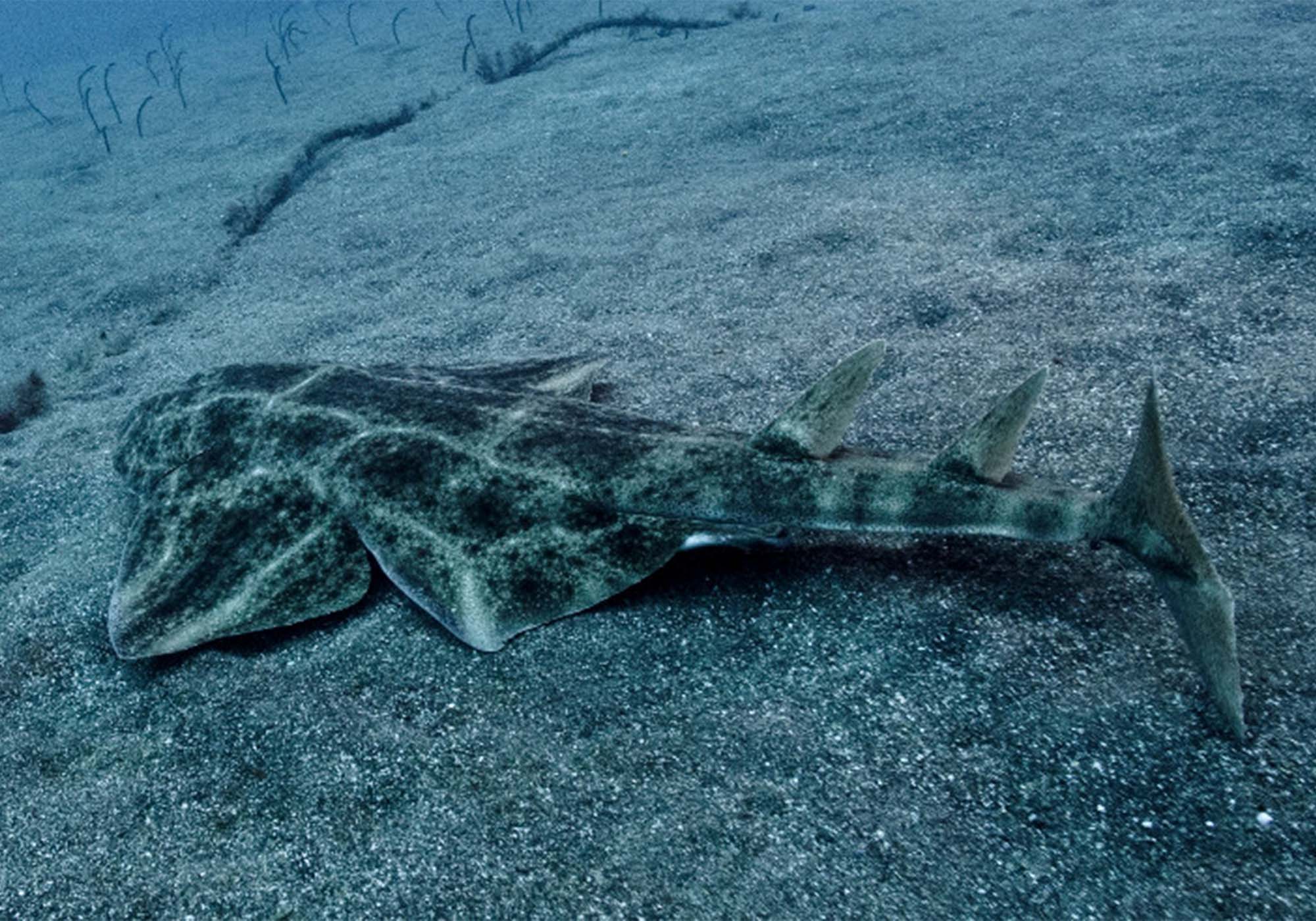 Angel Shark - Tenerife - Plongée - Diving - Inmersiones